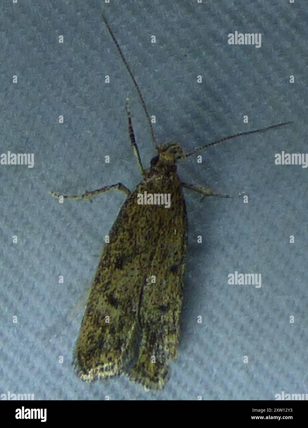 Juniper Tip Moth (Glyphidocera juniperella) Insecta Stock Photo - Alamy