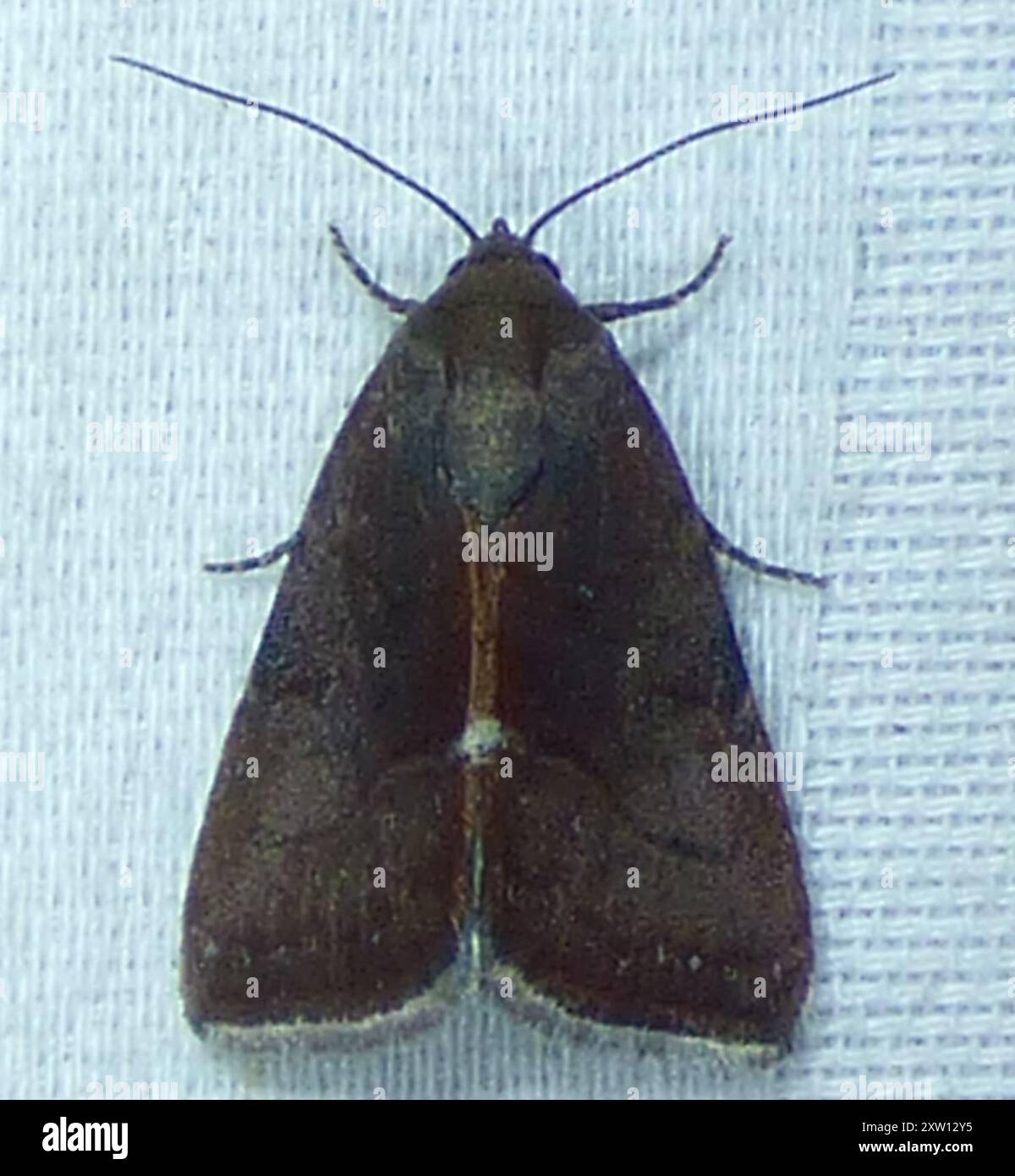 Wedgling Moth (Galgula partita) Insecta Stock Photo - Alamy