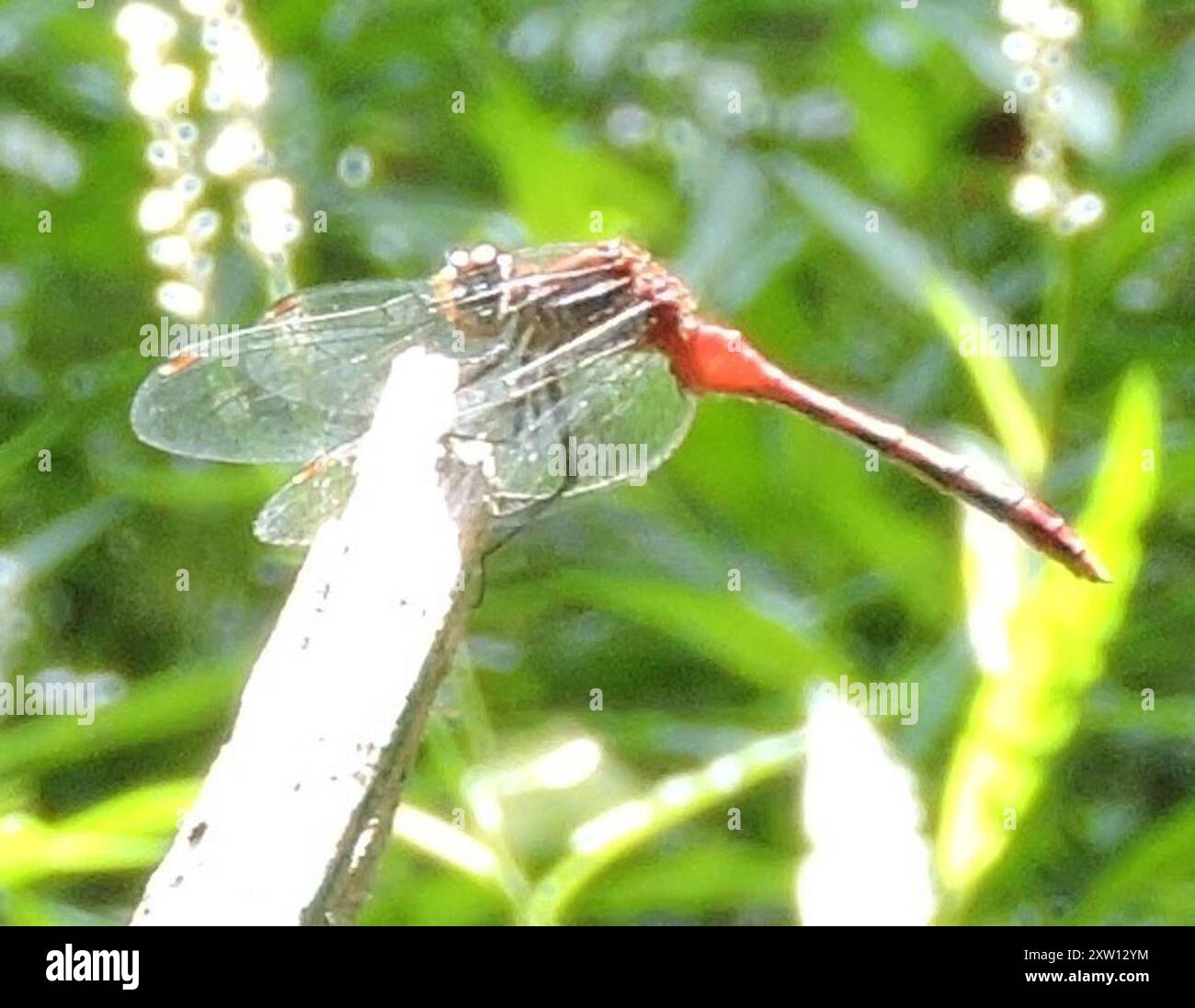 Meadowhawks (Sympetrum) Insecta Stock Photo - Alamy