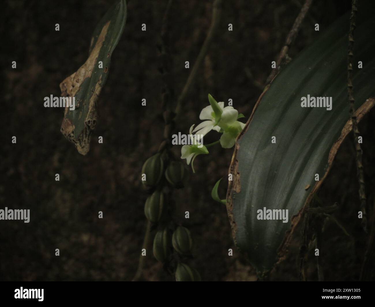Green Lipped Dendrobium (Dendrobium ovatum) Plantae Stock Photo - Alamy
