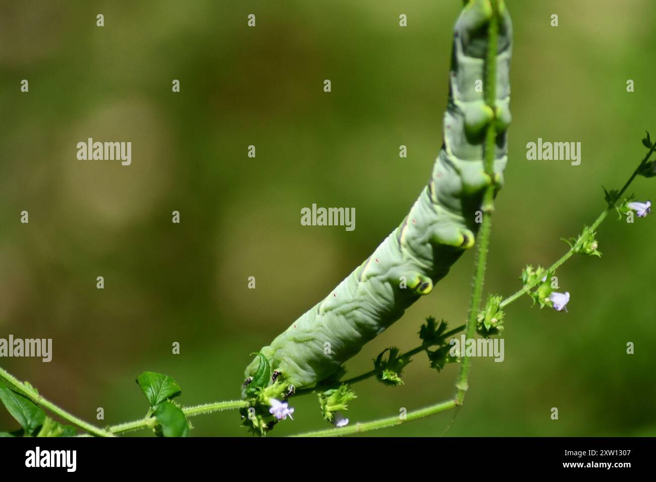 Tropical Bushmint (Hyptis mutabilis) Plantae Stock Photo - Alamy