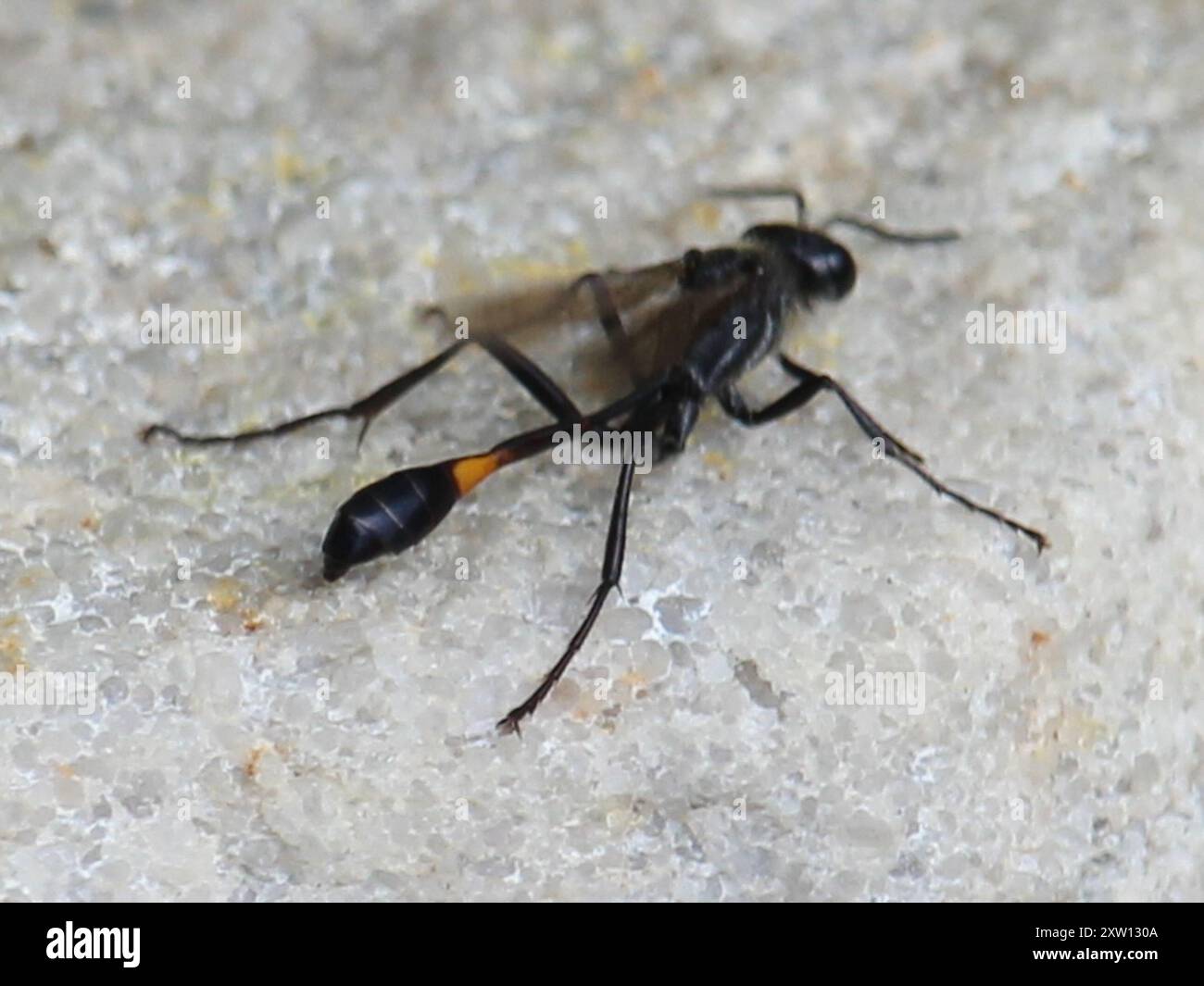 Thread-waisted Sand Wasps (Ammophila) Insecta Stock Photo - Alamy