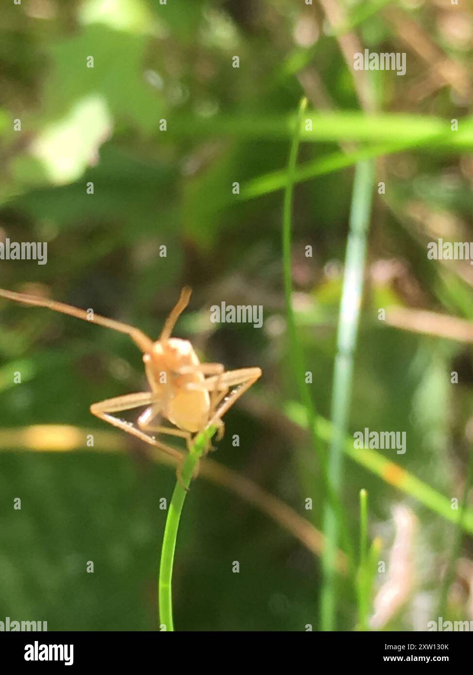 Grass bug (Stenodema laevigata) Insecta Stock Photo - Alamy