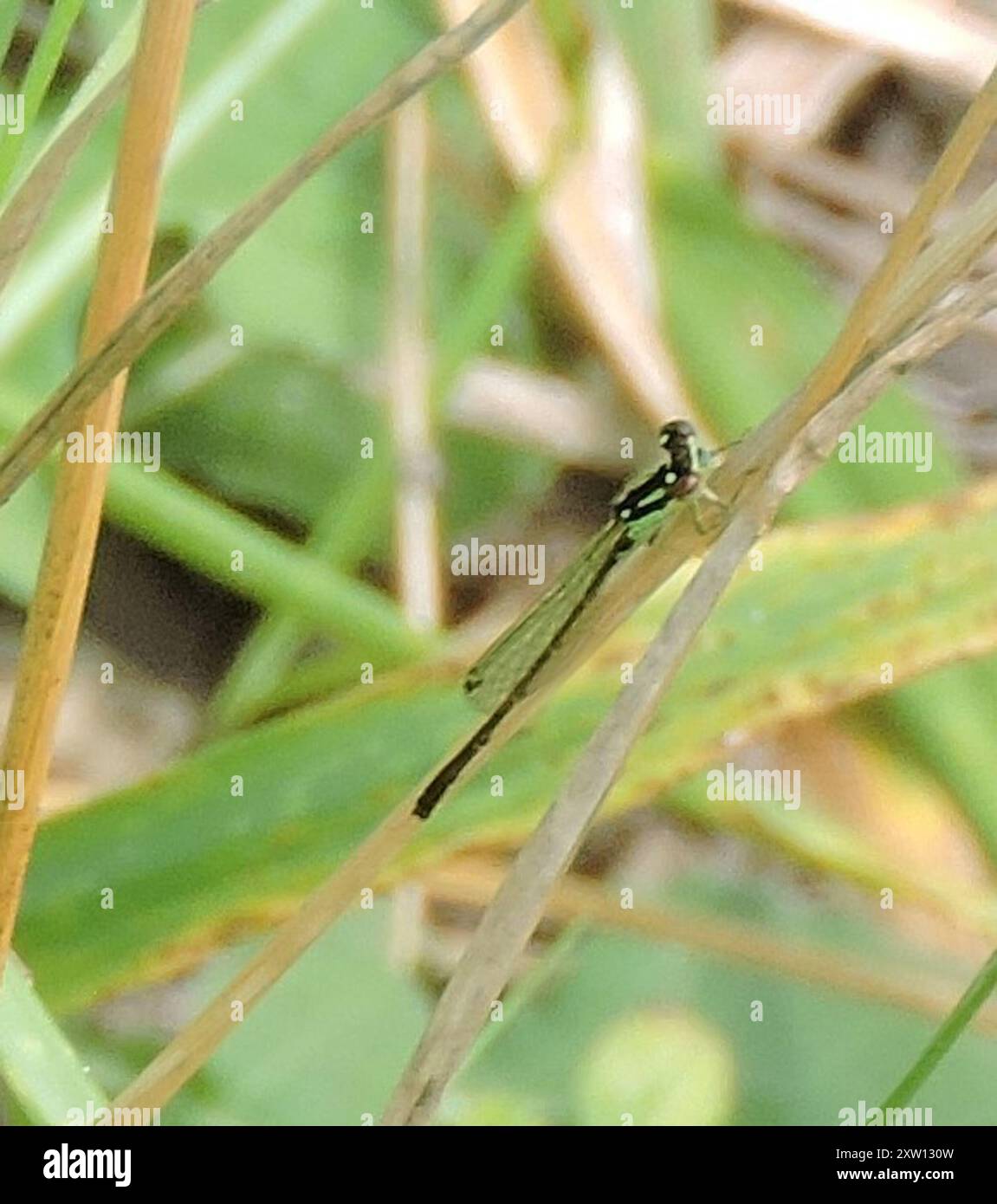 Fragile Forktail (Ischnura posita) Insecta Stock Photo - Alamy