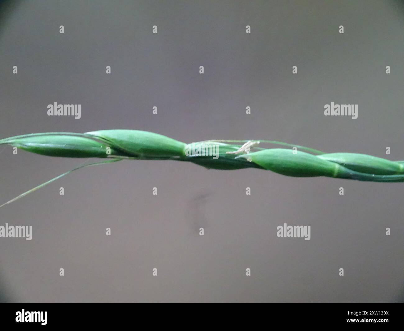 black-fruit mountain-ricegrass (Patis racemosa) Plantae Stock Photo - Alamy