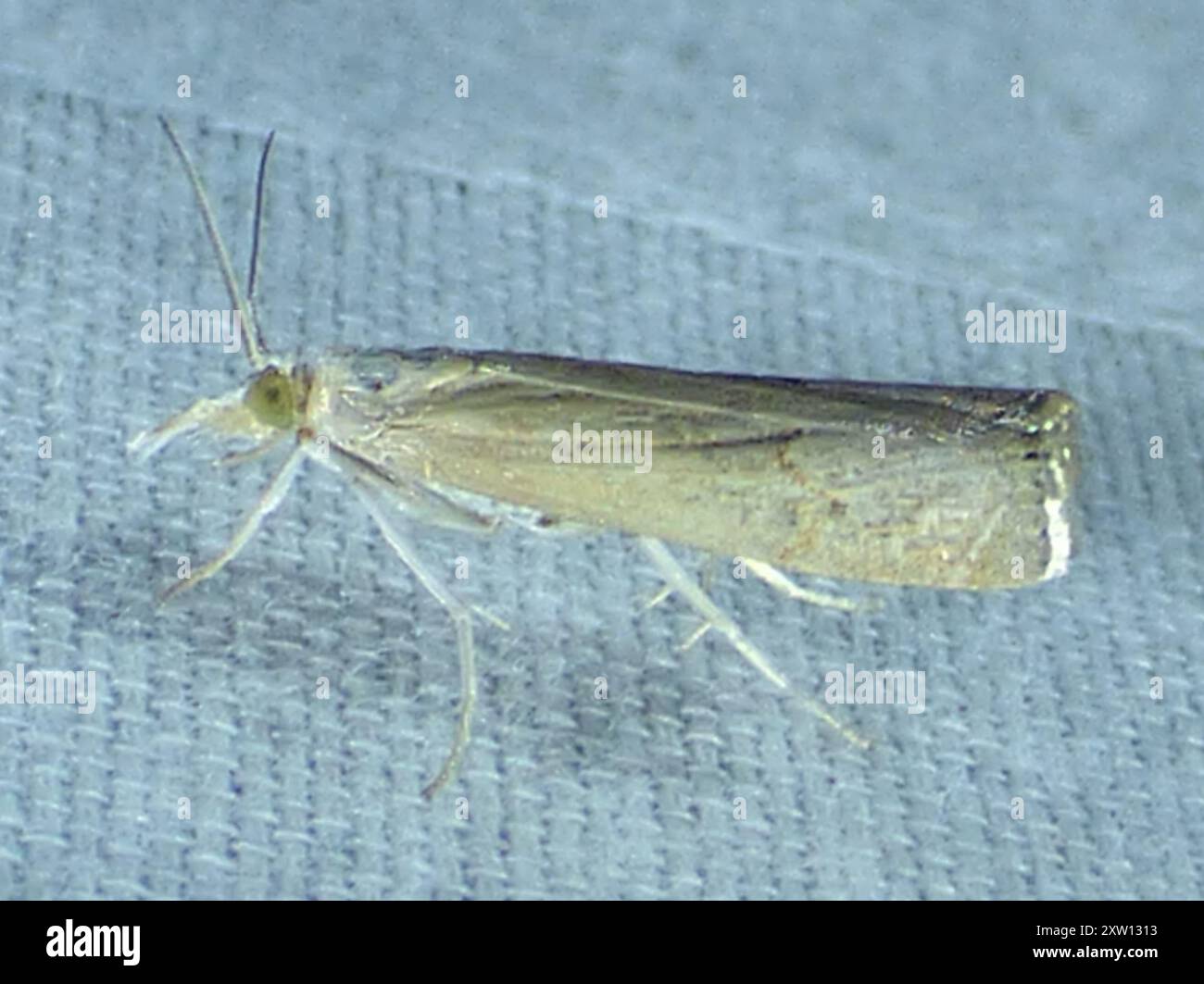 Bluegrass Webworm Moth (Parapediasia teterrellus) Insecta Stock Photo ...