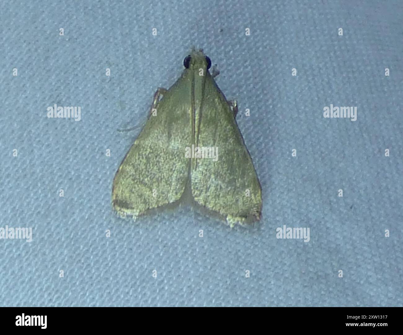 Olive Arta Moth (Arta olivalis) Insecta Stock Photo - Alamy