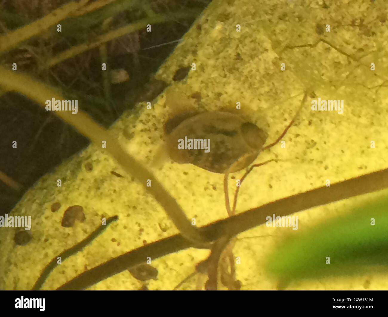 Pond and Melantho Snails (Lymnaeidae) Mollusca Stock Photo - Alamy