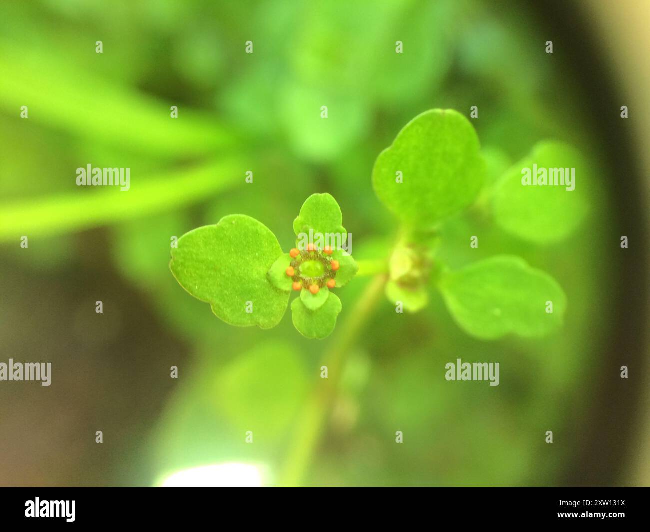 American golden saxifrage (Chrysosplenium americanum) Plantae Stock ...
