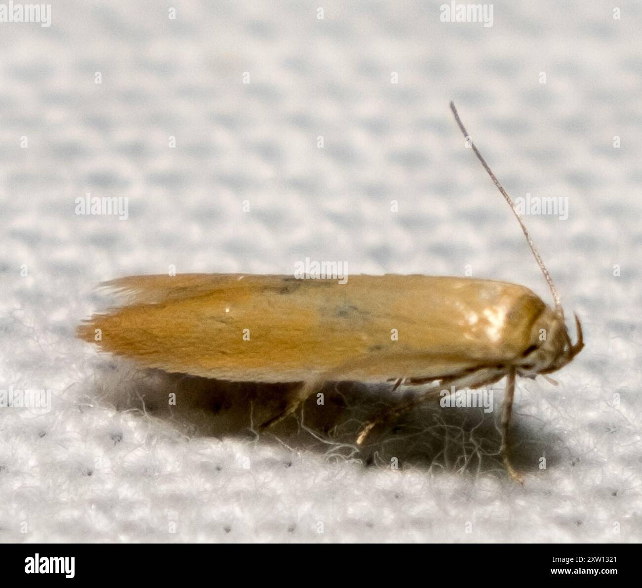 Blastobasid Moths (Blastobasidae) Insecta Stock Photo - Alamy