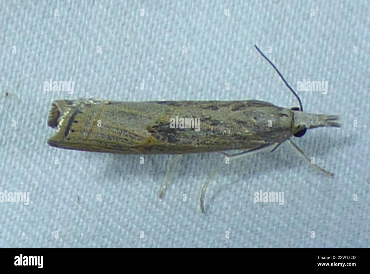 Bluegrass Webworm Moth (Parapediasia teterrellus) Insecta Stock Photo ...