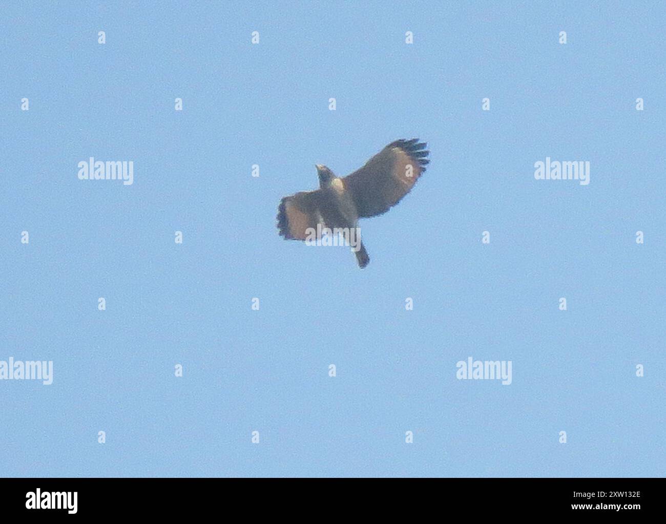 Roadside Hawk (Rupornis magnirostris) Aves Stock Photo - Alamy