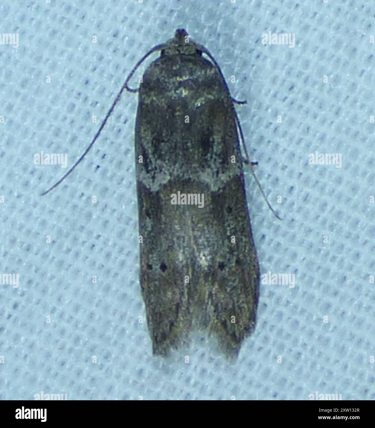 Acorn Moth (Blastobasis glandulella) Insecta Stock Photo - Alamy