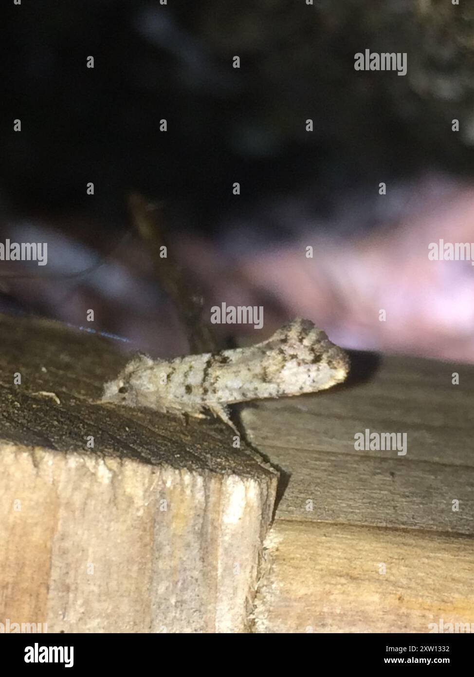 Owlet Moths and Allies (Noctuoidea) Insecta Stock Photo - Alamy