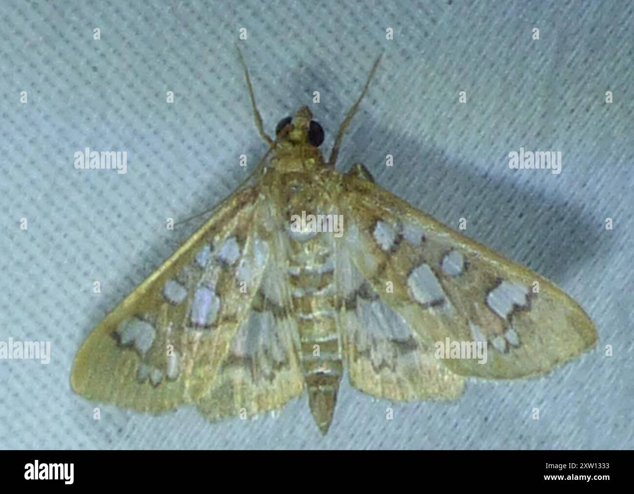 Media Moth (Samea baccatalis) Insecta Stock Photo - Alamy