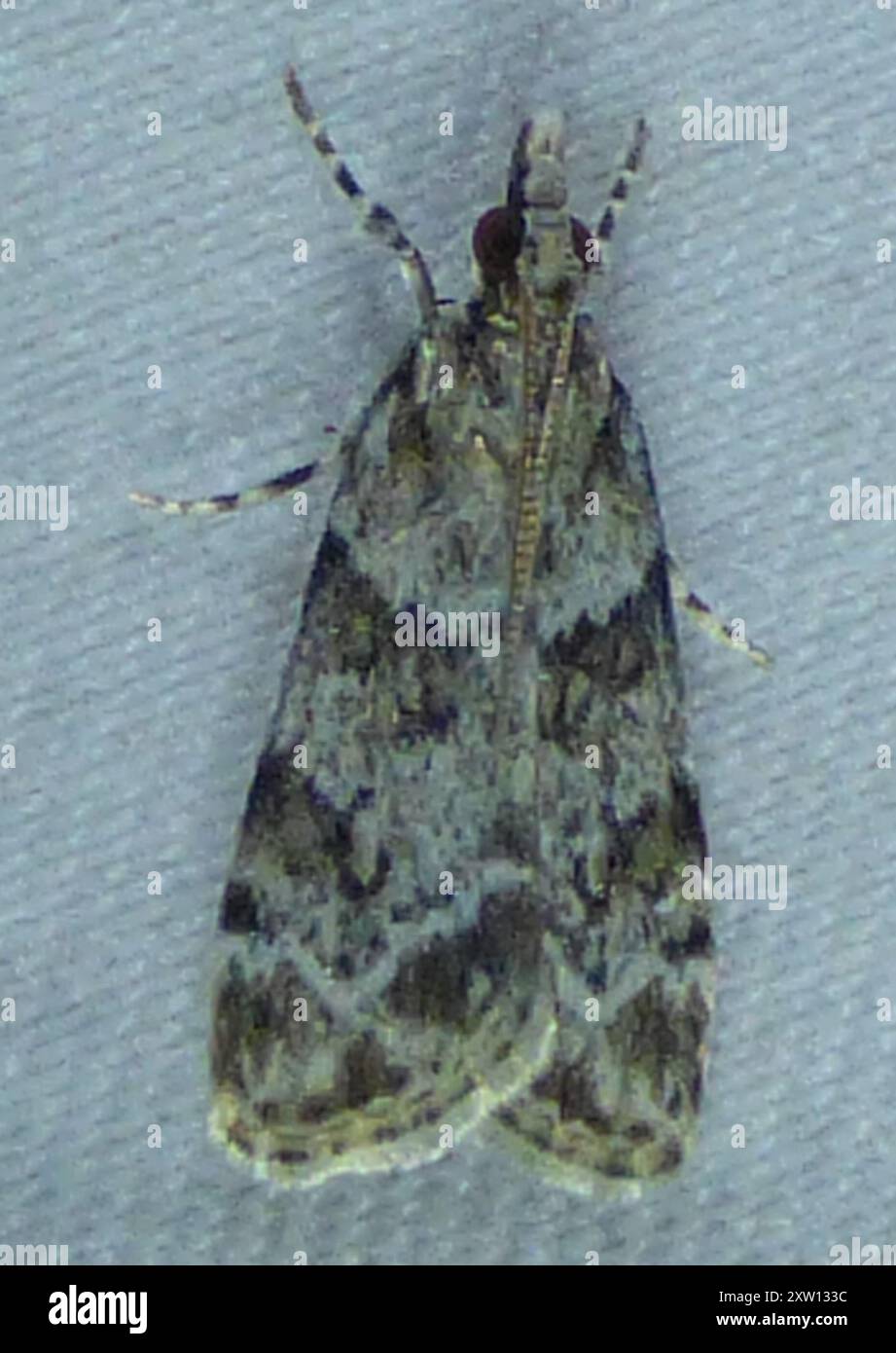 Double-striped Scoparia Moth (Scoparia biplagialis) Insecta Stock Photo ...