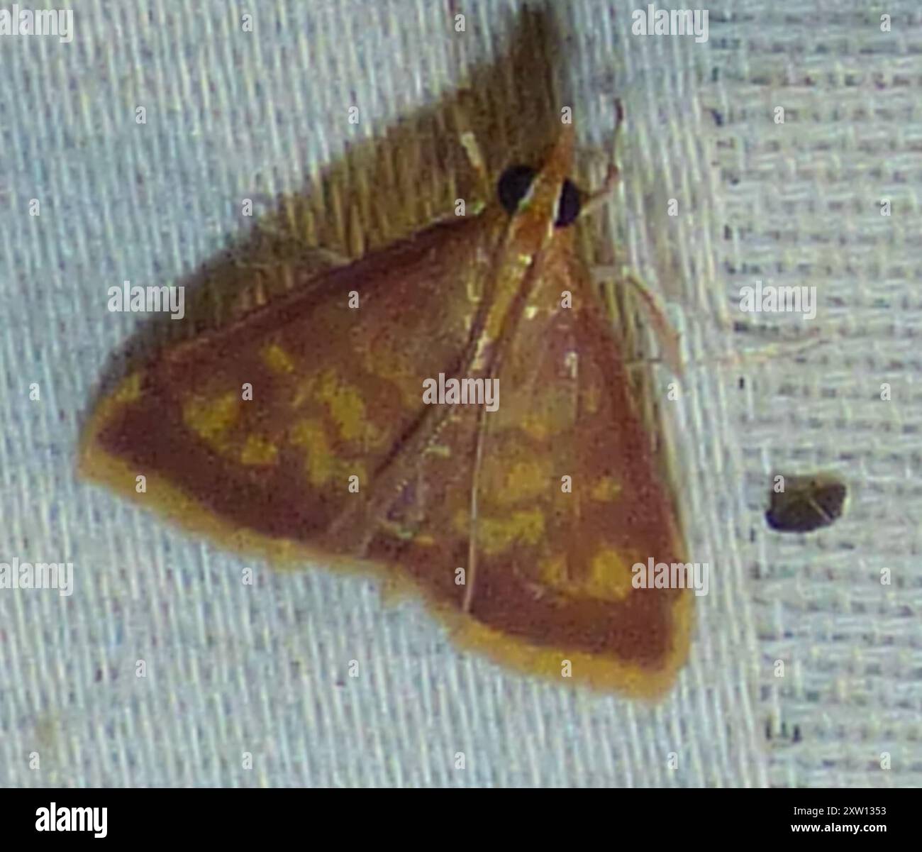 Mint-loving Pyrausta Moth (Pyrausta acrionalis) Insecta Stock Photo - Alamy