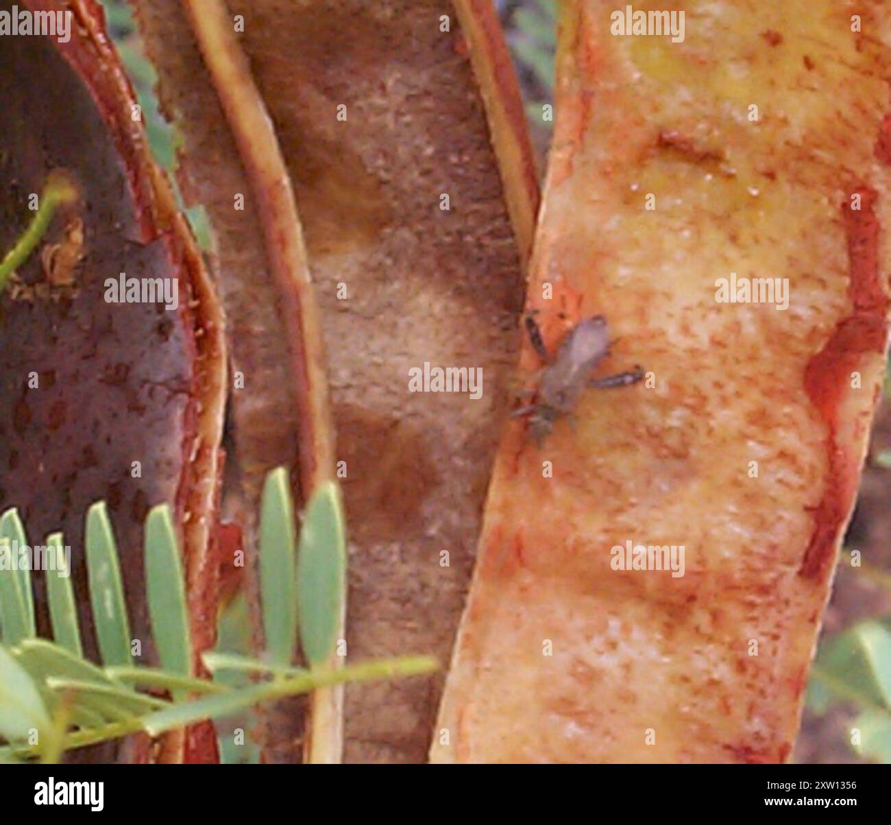 Broad-headed Bugs (Alydidae) Insecta Stock Photo - Alamy