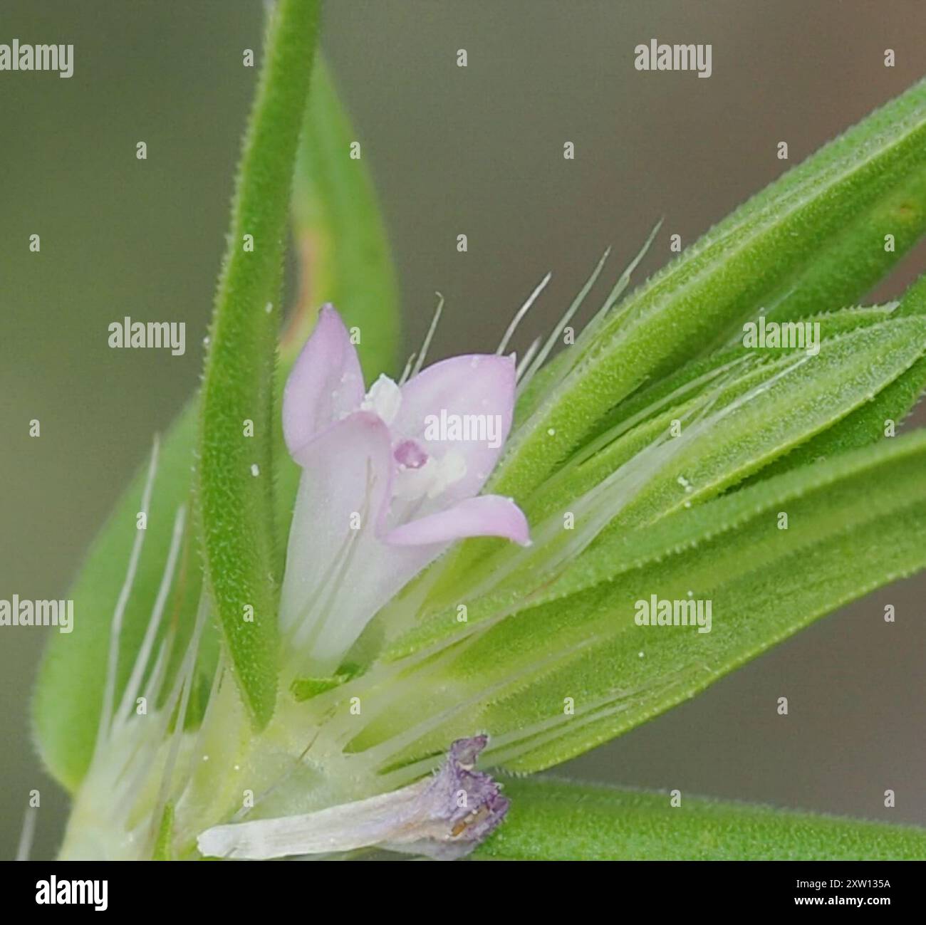 rough buttonweed (Hexasepalum teres) Plantae Stock Photo - Alamy
