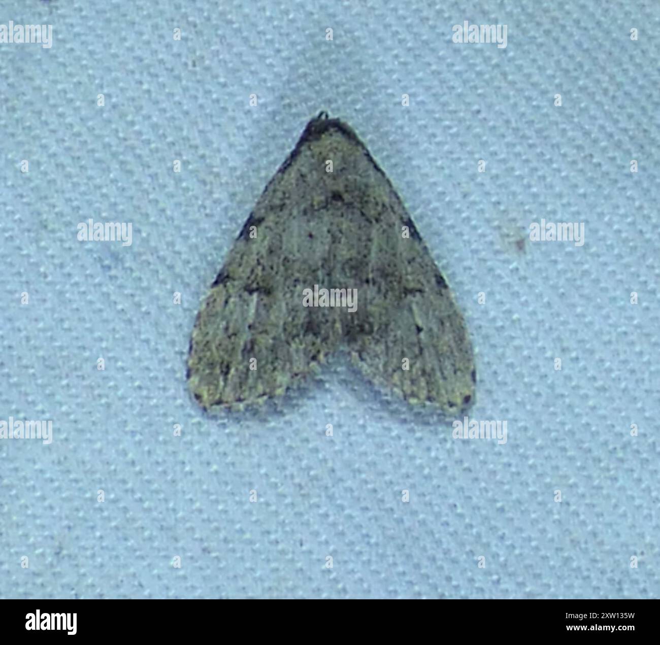 Confused Meganola Moth (Meganola minuscula) Insecta Stock Photo - Alamy