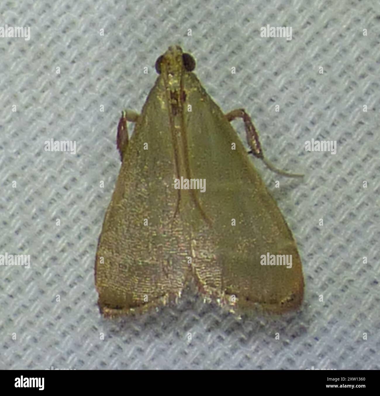 Olive Arta Moth (Arta olivalis) Insecta Stock Photo - Alamy