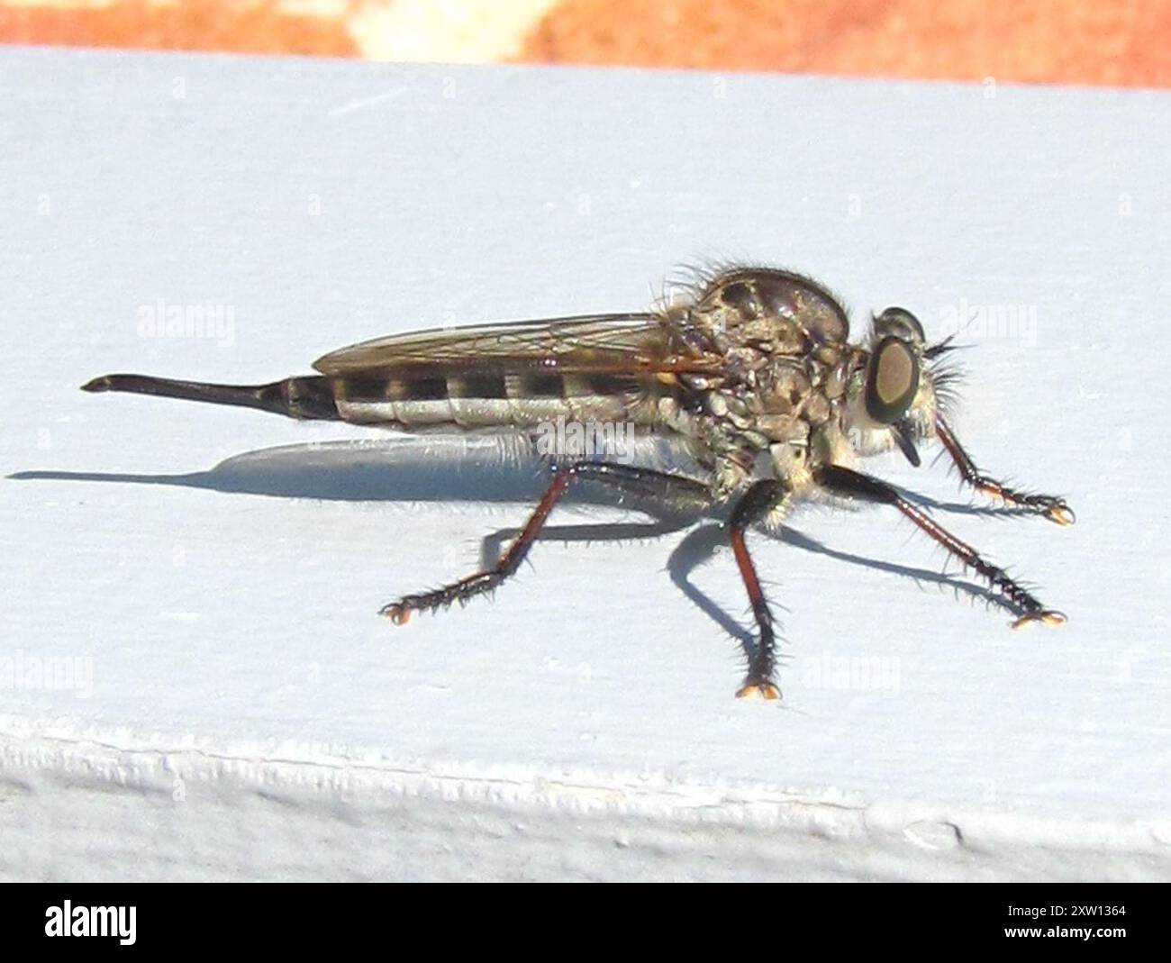Northeastern Hammertail (Efferia aestuans) Insecta Stock Photo - Alamy