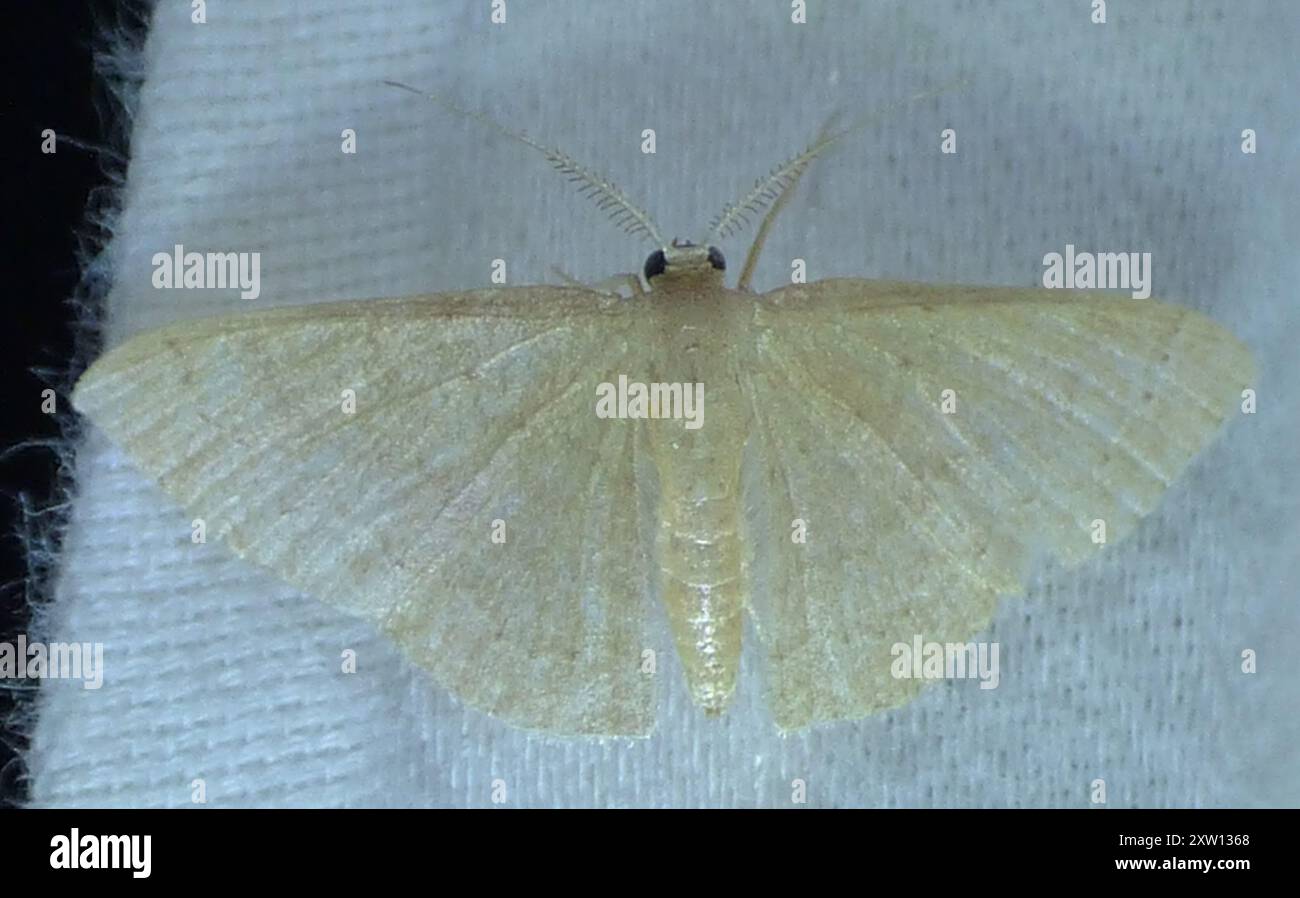 Common Tan Wave (Pleuroprucha insulsaria) Insecta Stock Photo - Alamy