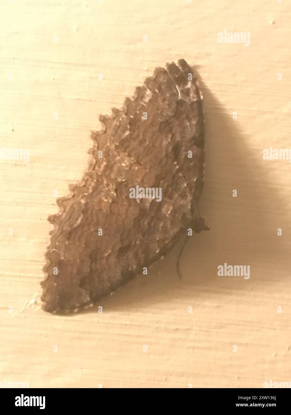Tissue Moth (Triphosa haesitata) Insecta Stock Photo - Alamy