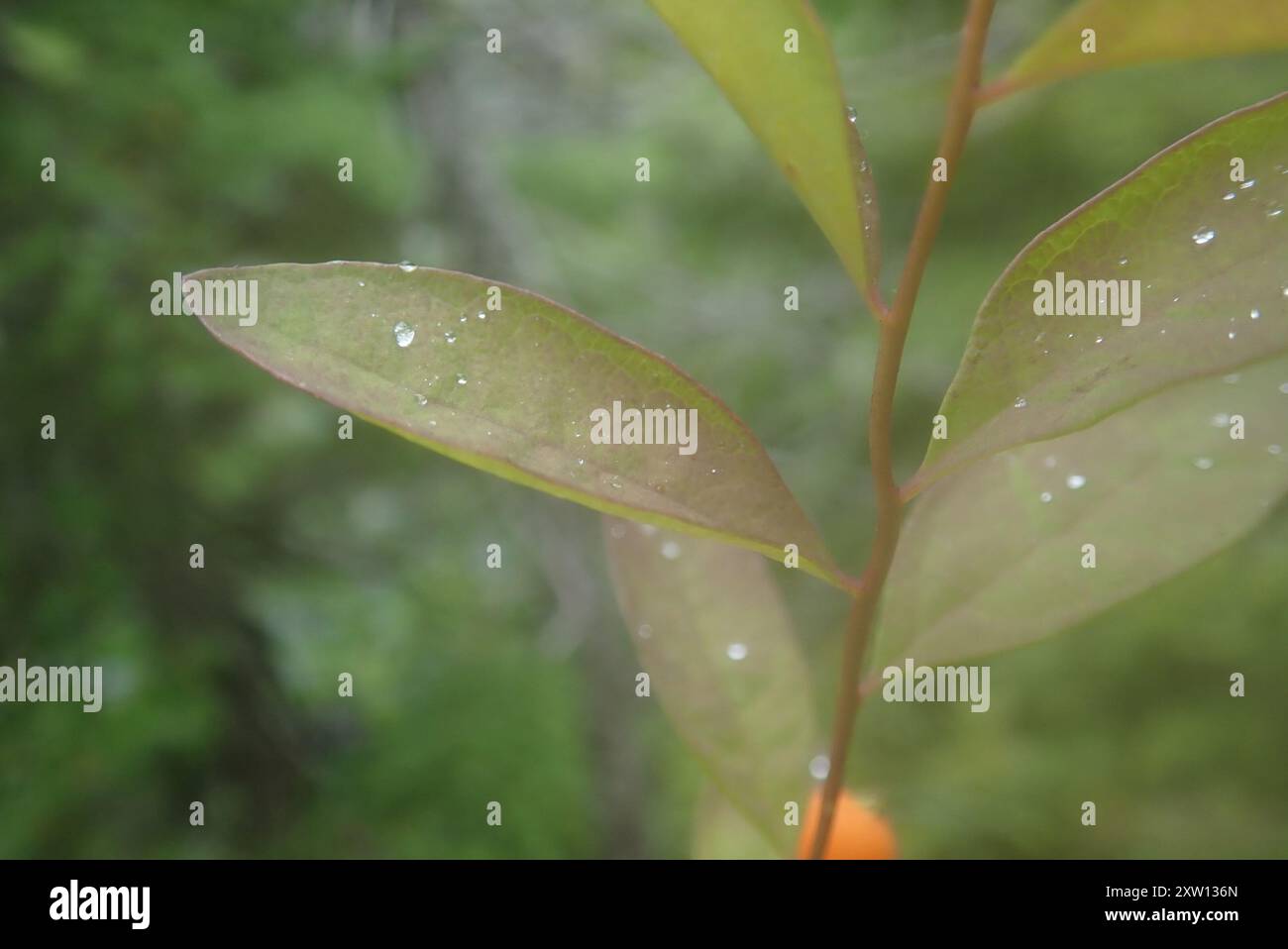 Northern Comandra (Geocaulon lividum) Plantae Stock Photo - Alamy