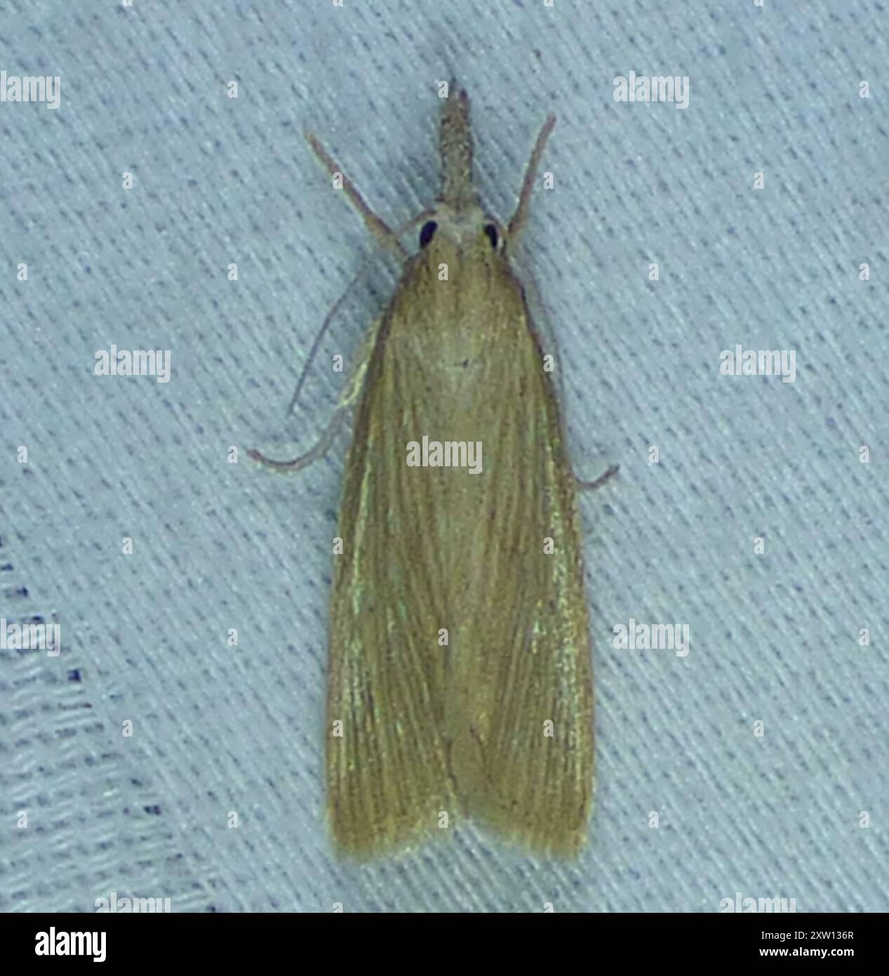 Black-dot Diatraea (Diatraea evanescens) Insecta Stock Photo - Alamy