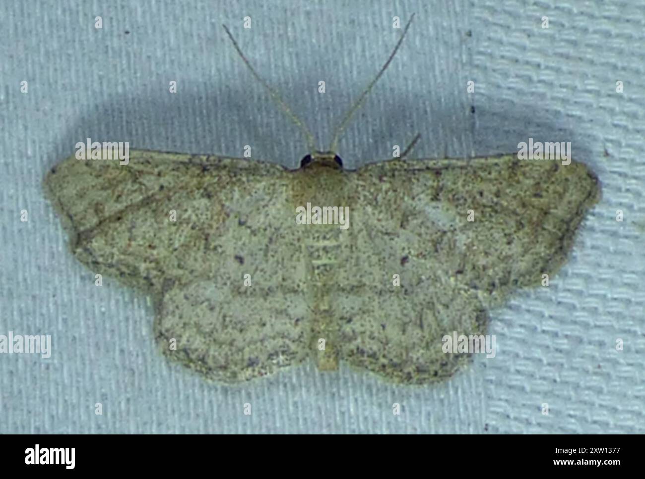 Drab Brown Wave (Lobocleta ossularia) Insecta Stock Photo - Alamy