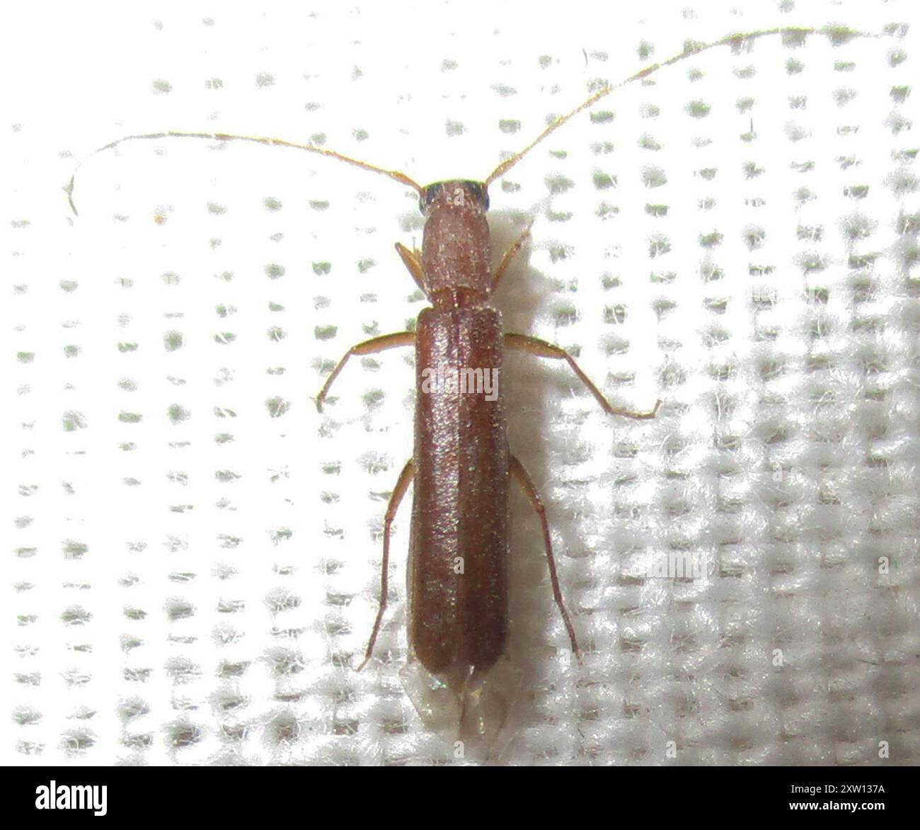 (Linopteridius brunneus) Insecta Stock Photo - Alamy