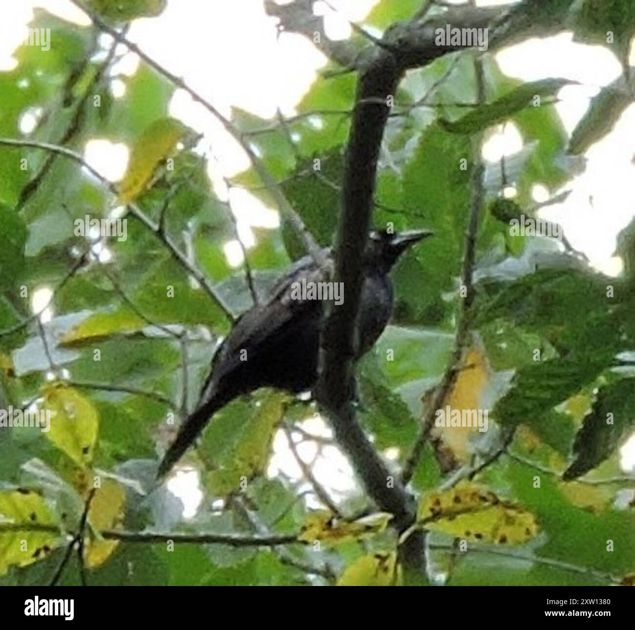 Common Grackle (Quiscalus quiscula) Aves Stock Photo - Alamy