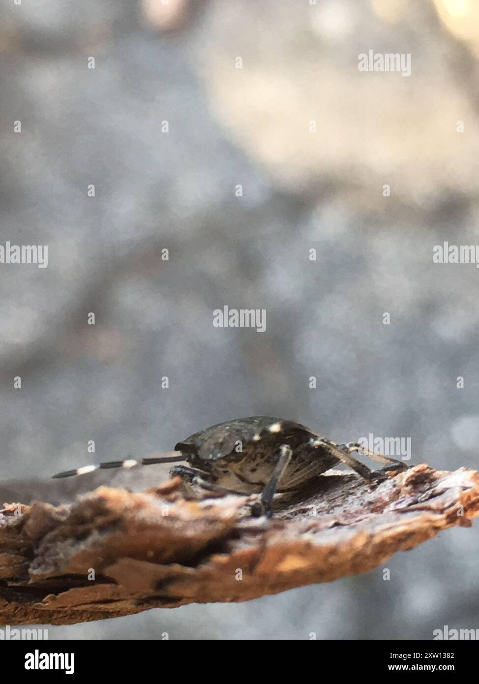 Mottled Stink Bug (Rhaphigaster nebulosa) Insecta Stock Photo - Alamy