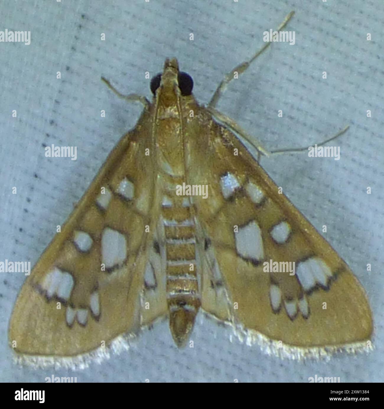 Media Moth (Samea baccatalis) Insecta Stock Photo - Alamy