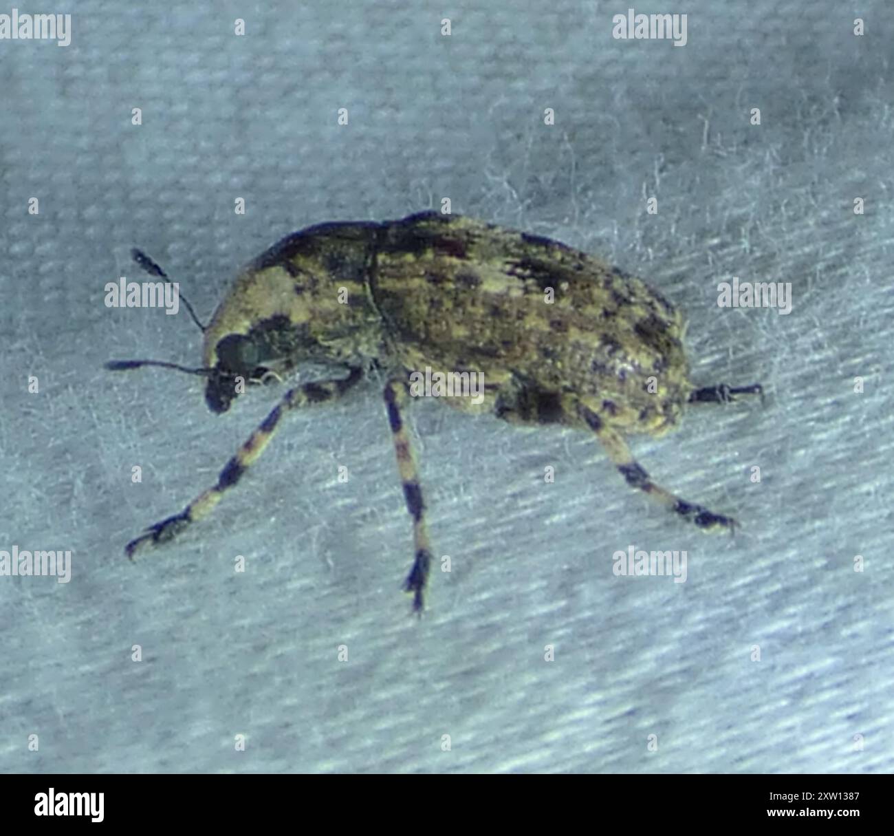 Marbled Fungus Weevil (Euparius marmoreus) Insecta Stock Photo - Alamy