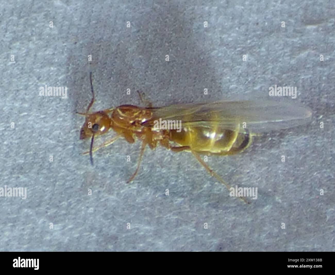 Buren's Pyramid Ant (Dorymyrmex bureni) Insecta Stock Photo - Alamy