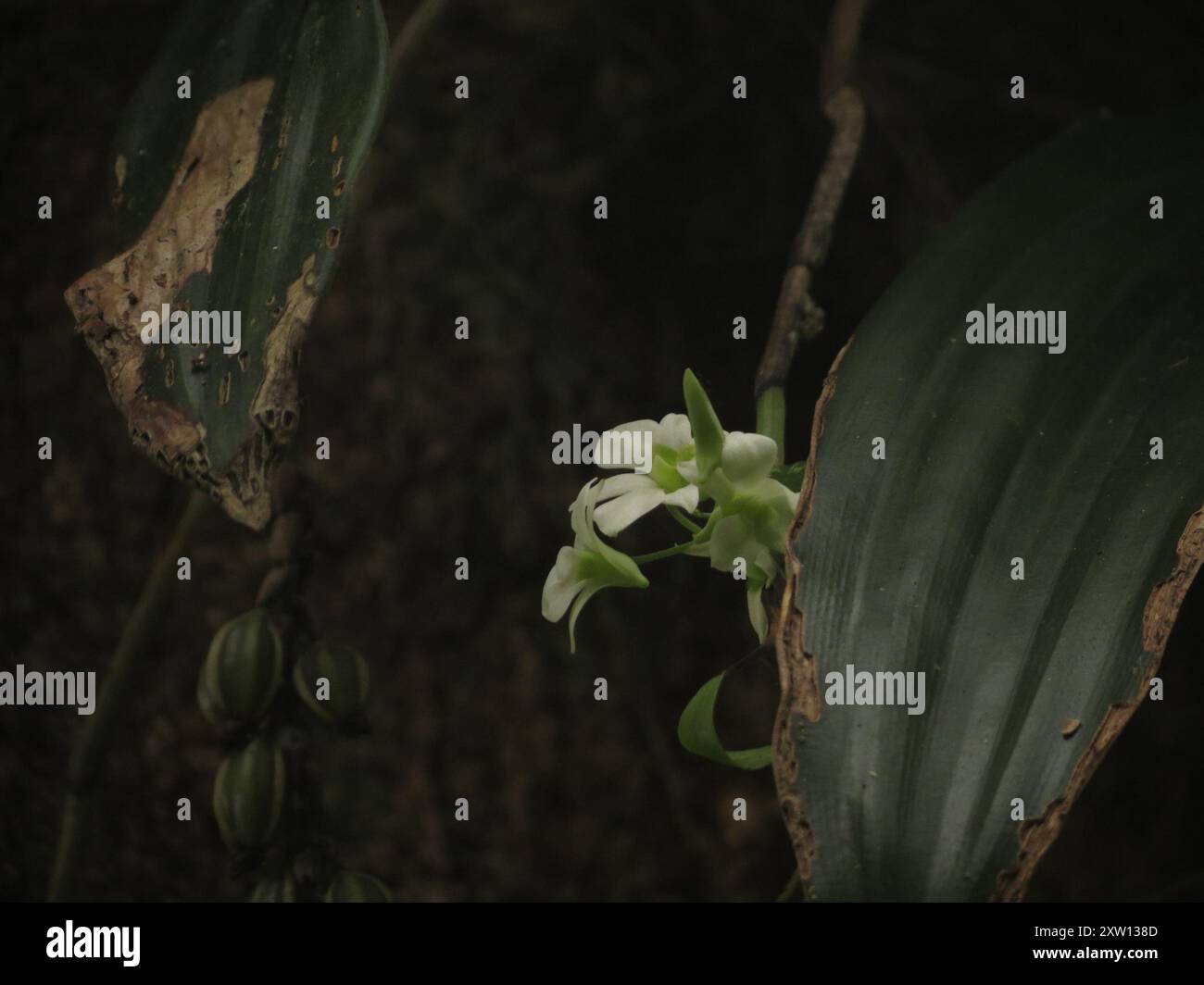 Green Lipped Dendrobium (Dendrobium ovatum) Plantae Stock Photo - Alamy