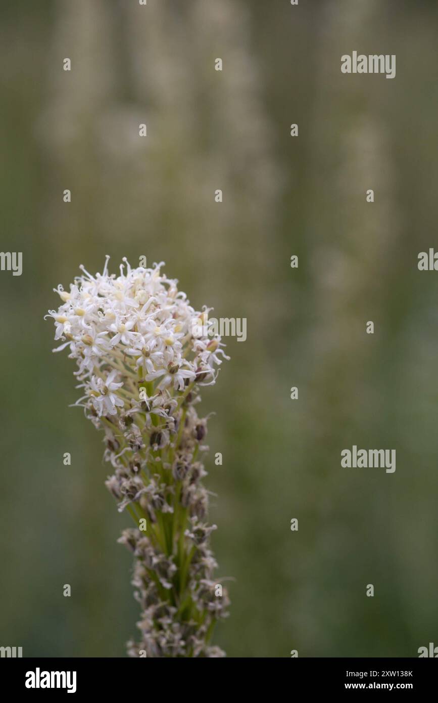 common beargrass (Xerophyllum tenax) Plantae Stock Photo - Alamy