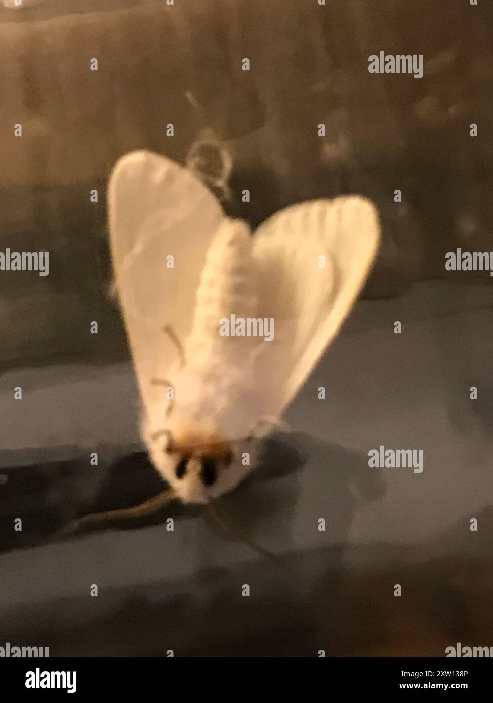 Fall Webworm Moth (Hyphantria cunea) Insecta Stock Photo - Alamy