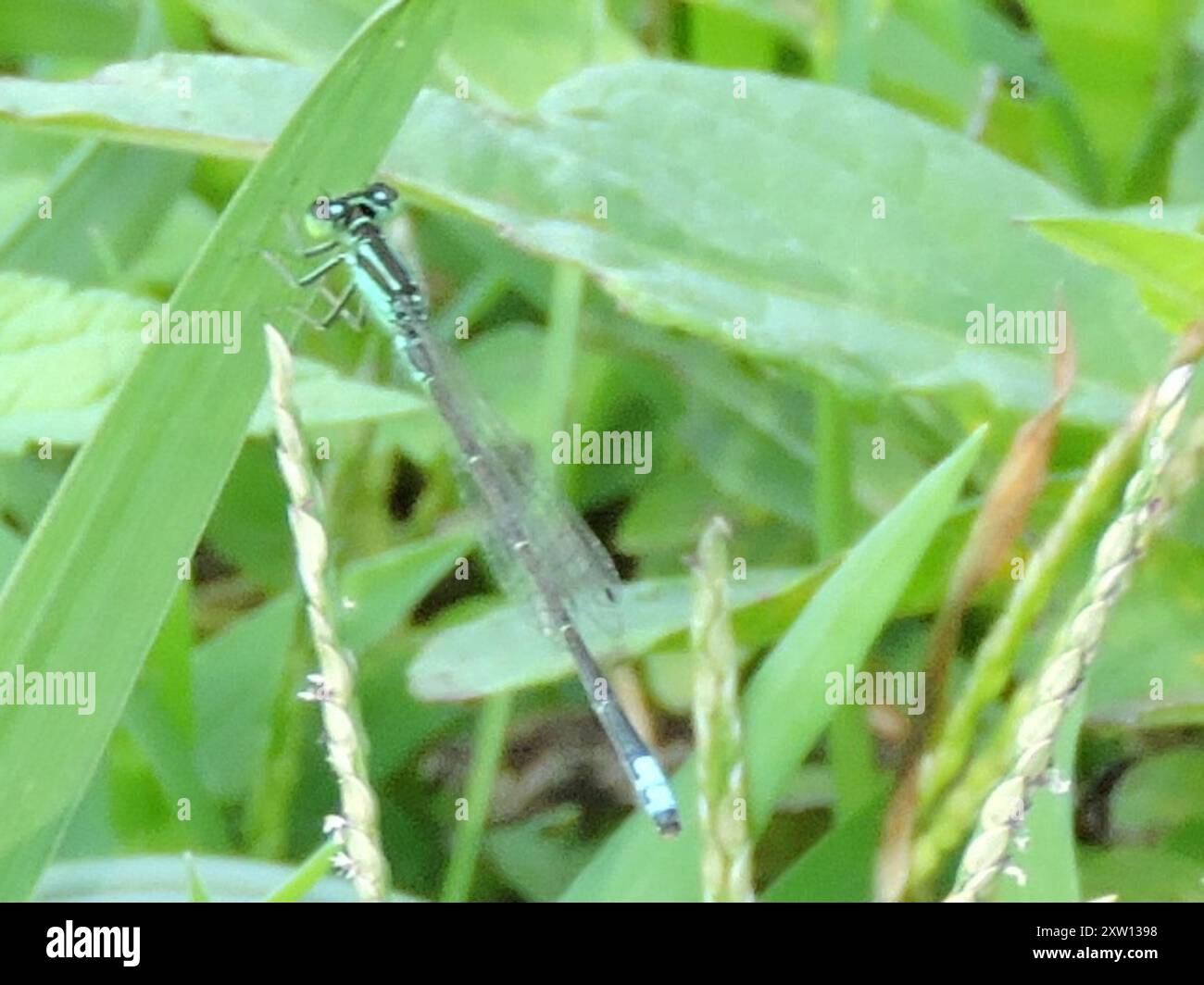 Eastern Forktail (Ischnura verticalis) Insecta Stock Photo - Alamy