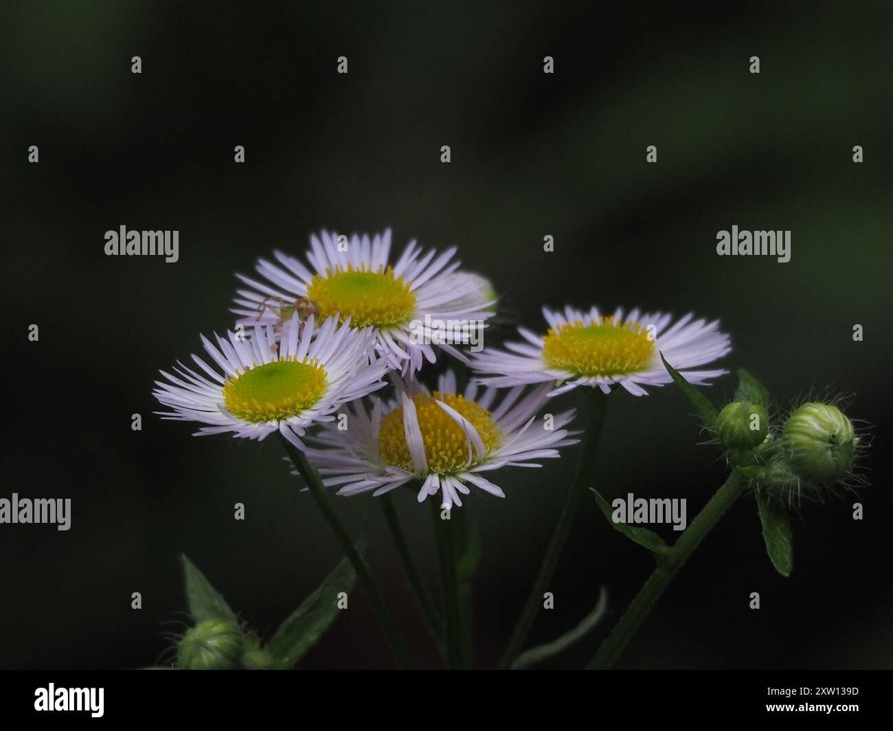 annual fleabane (Erigeron annuus) Plantae Stock Photo - Alamy
