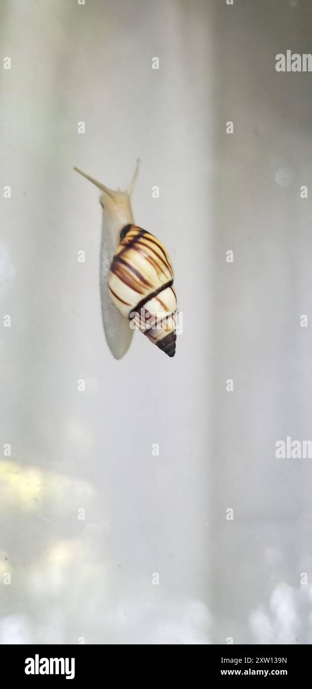 Lined Treesnail (Mesembrinus multilineatus) Mollusca Stock Photo - Alamy