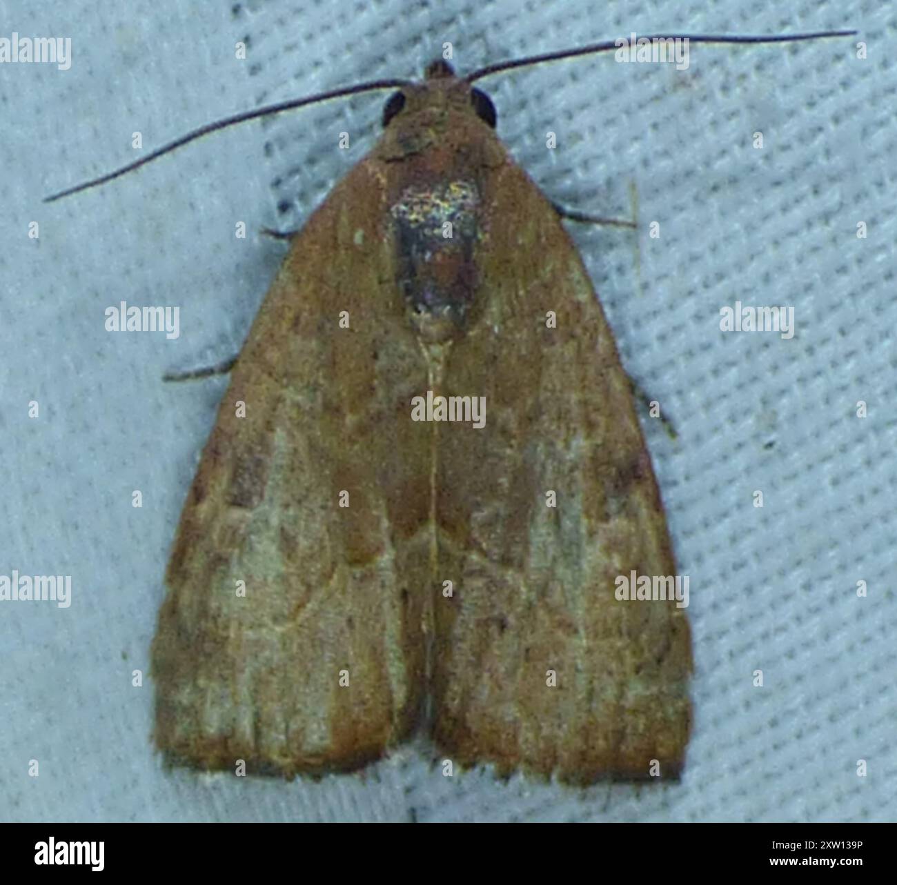 Wedgling Moth (Galgula partita) Insecta Stock Photo - Alamy