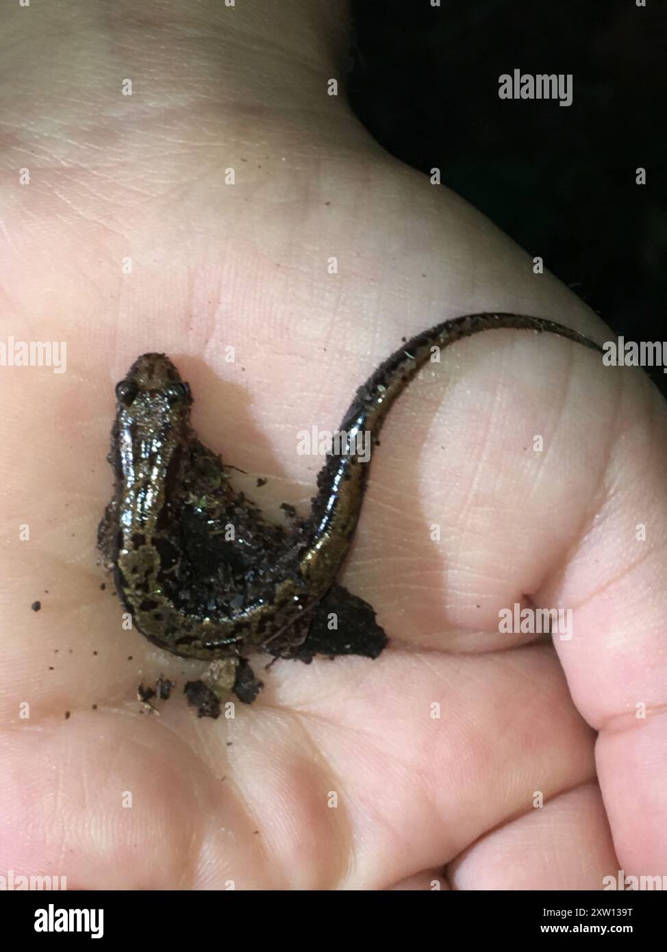 Blue Ridge Dusky Salamander (Desmognathus orestes) Amphibia Stock Photo ...