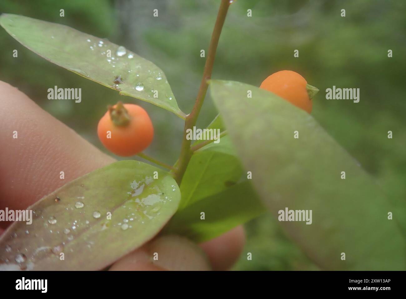 Northern Comandra (Geocaulon lividum) Plantae Stock Photo - Alamy