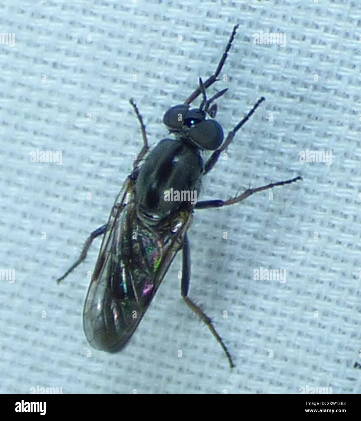 Stiletto Flies (Therevidae) Insecta Stock Photo - Alamy