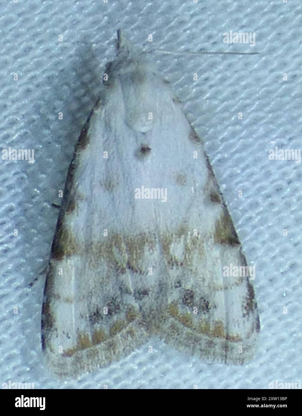 Sorghum Webworm Moth (Nola cereella) Insecta Stock Photo - Alamy
