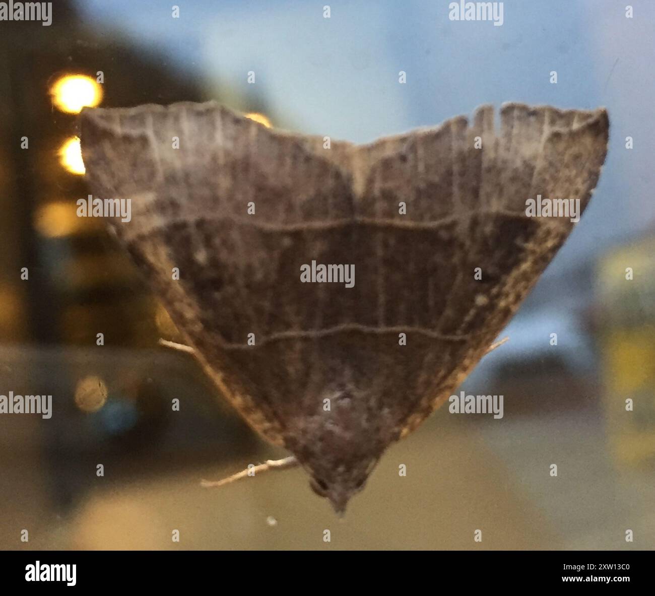 Maple Looper Moth (Parallelia bistriaris) Insecta Stock Photo - Alamy