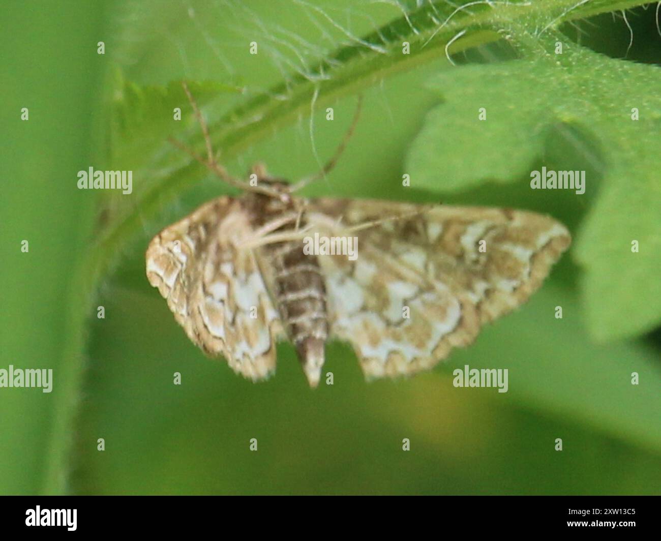 Pondside Crambid Moth (Elophila icciusalis) Insecta Stock Photo - Alamy